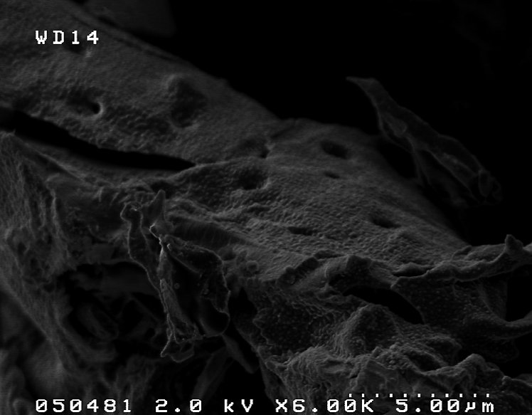 Biochar – Functional Soil Health